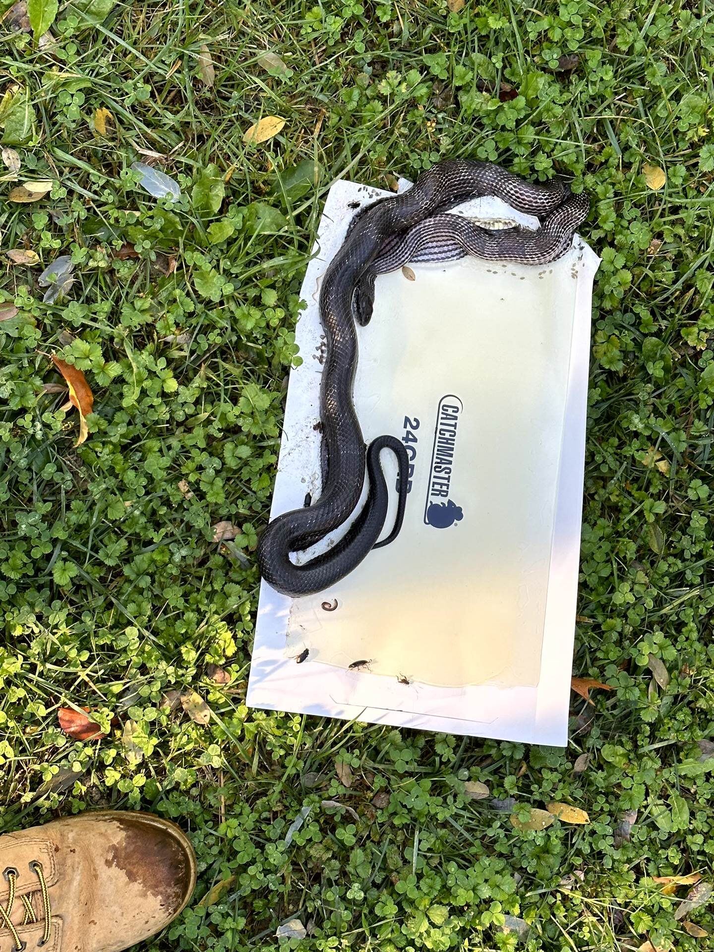 Snake Removal 410-692-8812 | Platinum Wildlife Solutions