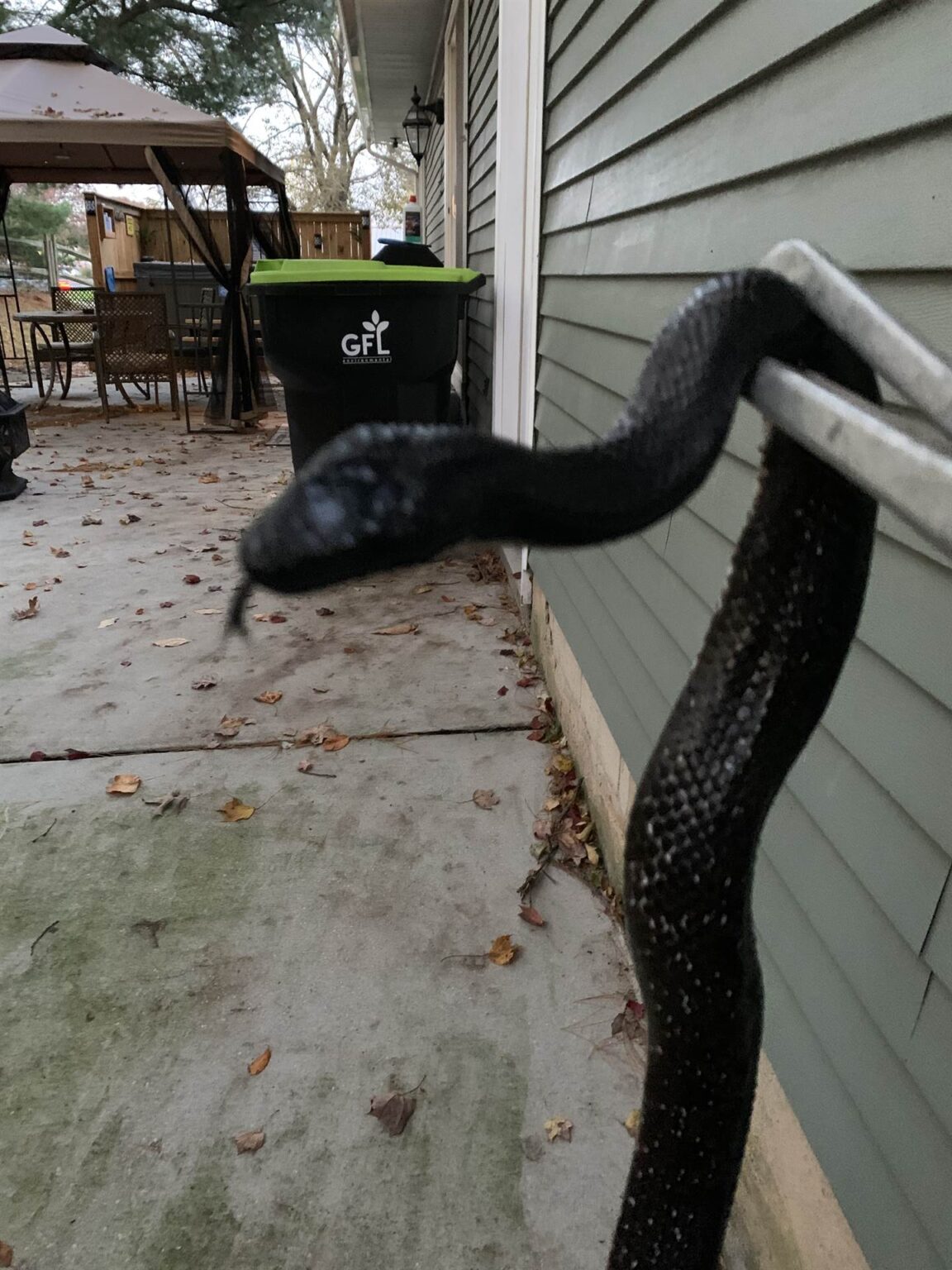 Snake Removal 410-692-8812 | Platinum Wildlife Solutions